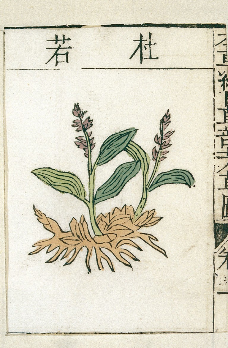 EL DISPENSADOR: Li Shizhen: El sabio doctor de la dinastía Ming ...